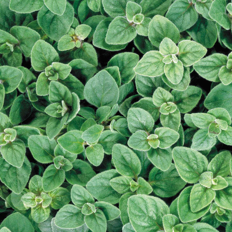 oregano-greek-3-pot-germantown-kitchen-garden