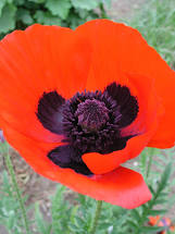 Oriental Poppy 'Allegro / Papaver orientale | Germantown Kitchen Garden